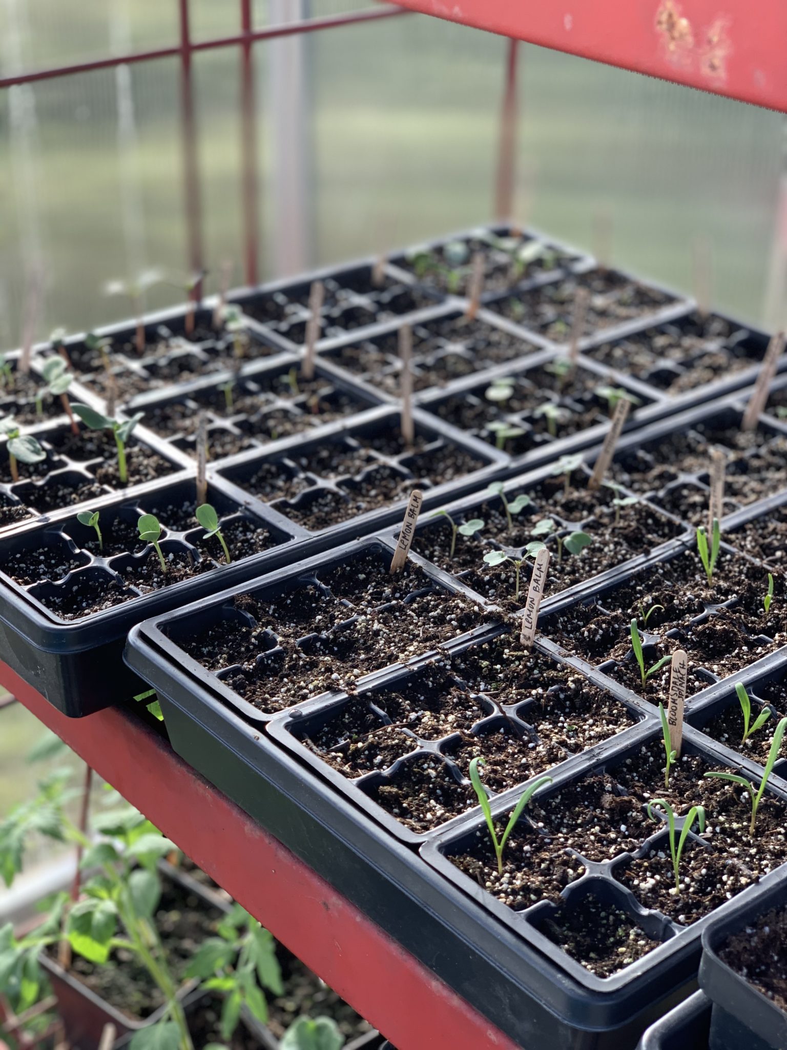 How to Start Seeds for a Vegetable Garden - Crafty Gemini